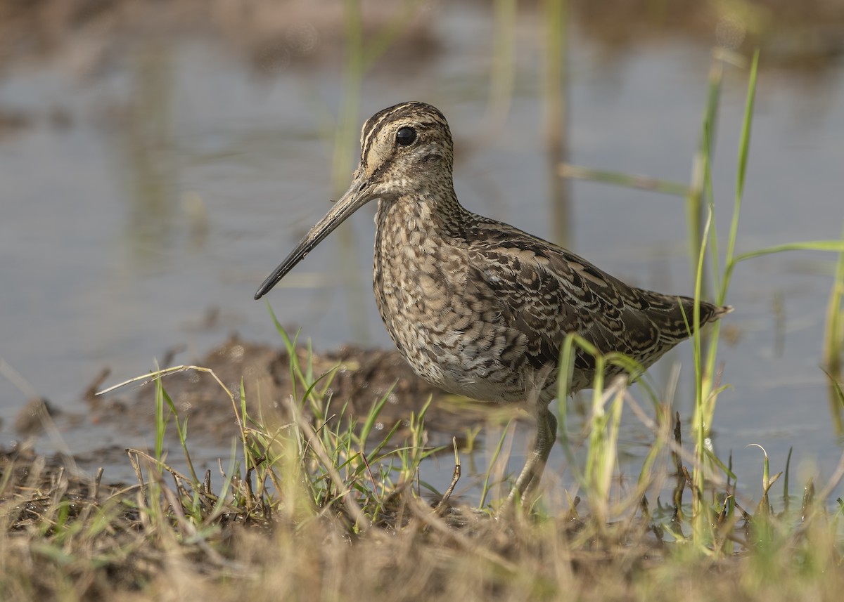 Swinhoe's/Pin-tailed Snipe - eBird