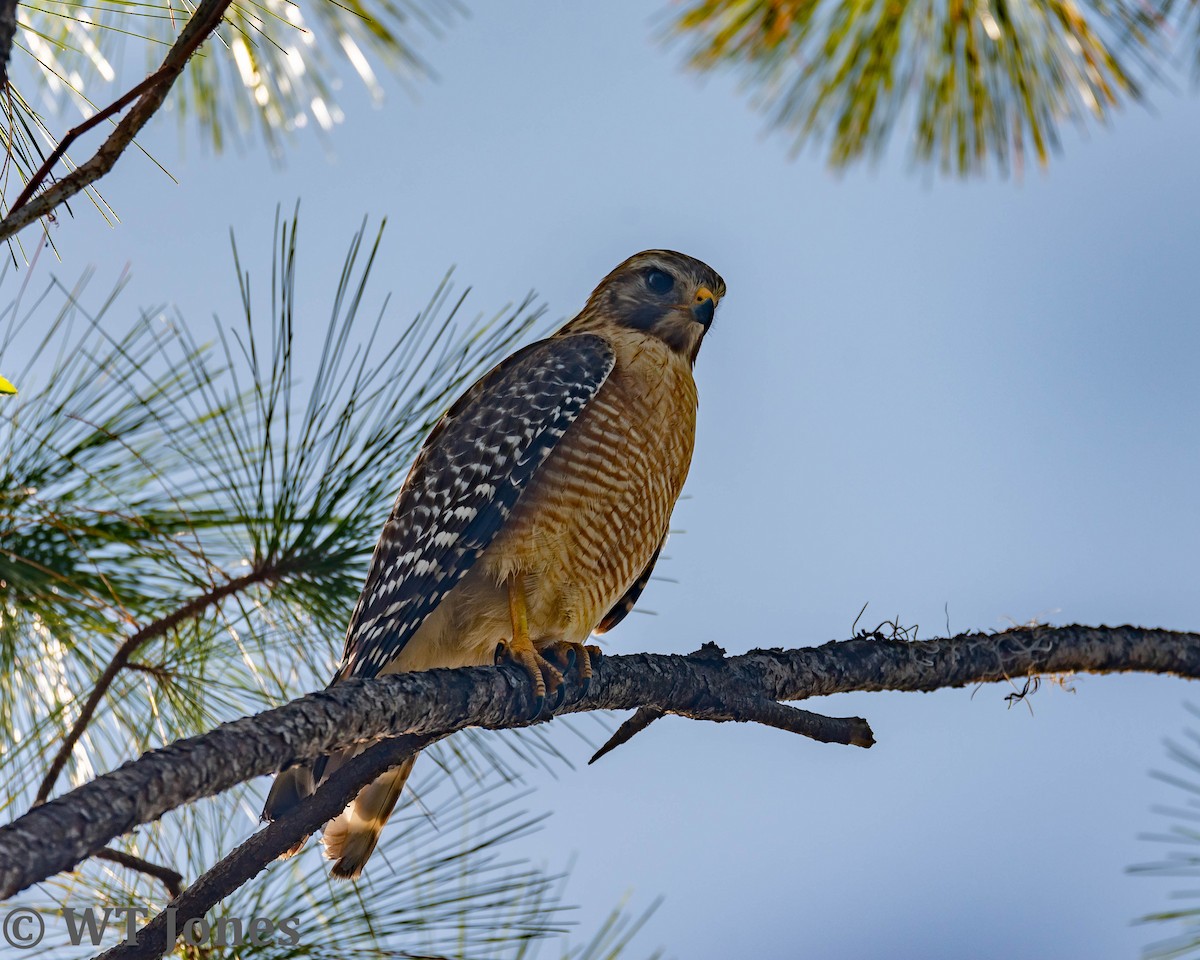 eBird Checklist - 31 Oct 2022 - Tenoroc FMA Long Lake - 39 species