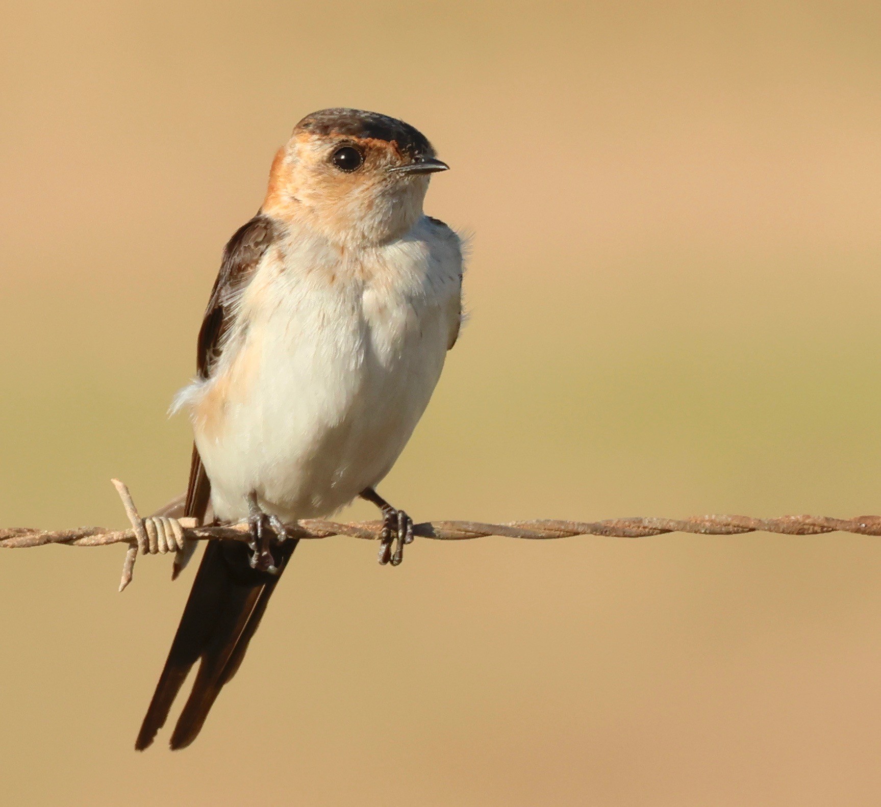 Red-rumped Swallow (Red-rumped) - eBird