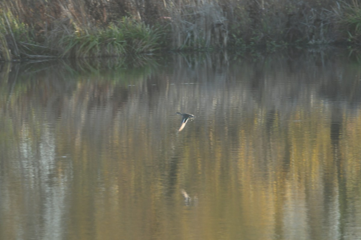 eBird Checklist - 31 Oct 2022 - Басів Кут oз. (Basiv Kut Lake) - 27 species