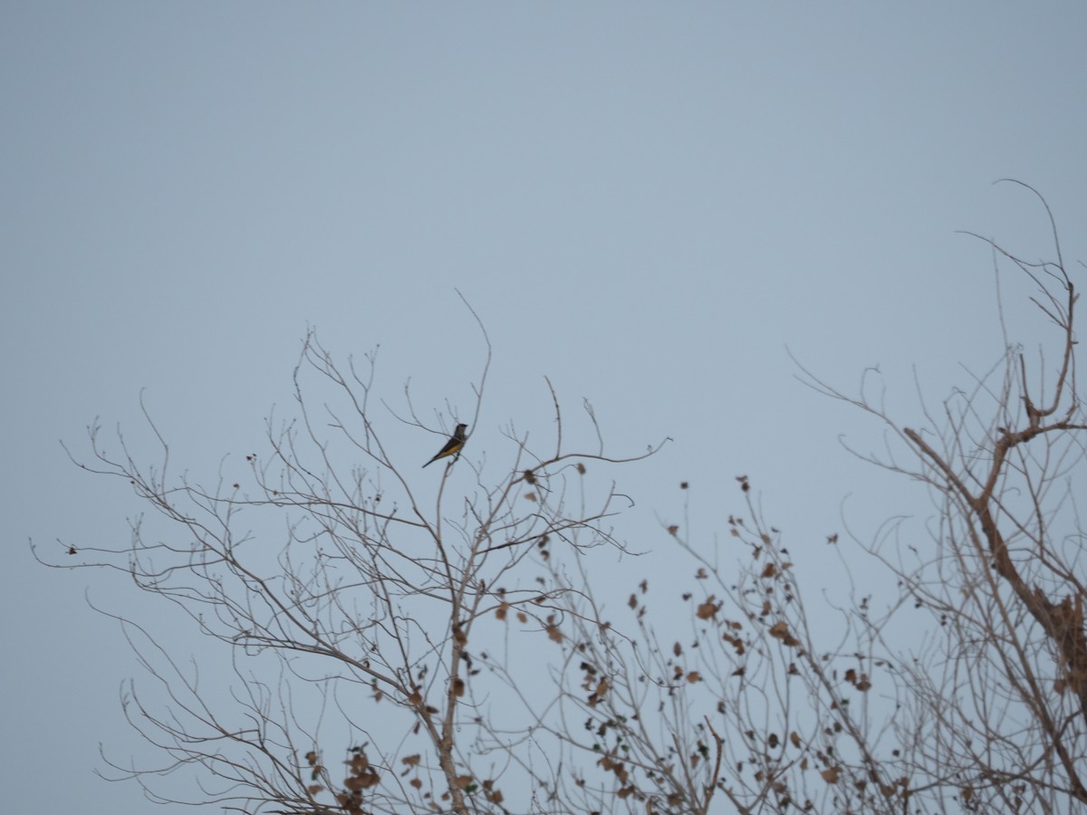 eBird Checklist - 5 Oct 2022 - Palo Verde Ecological Reserve - 59 species