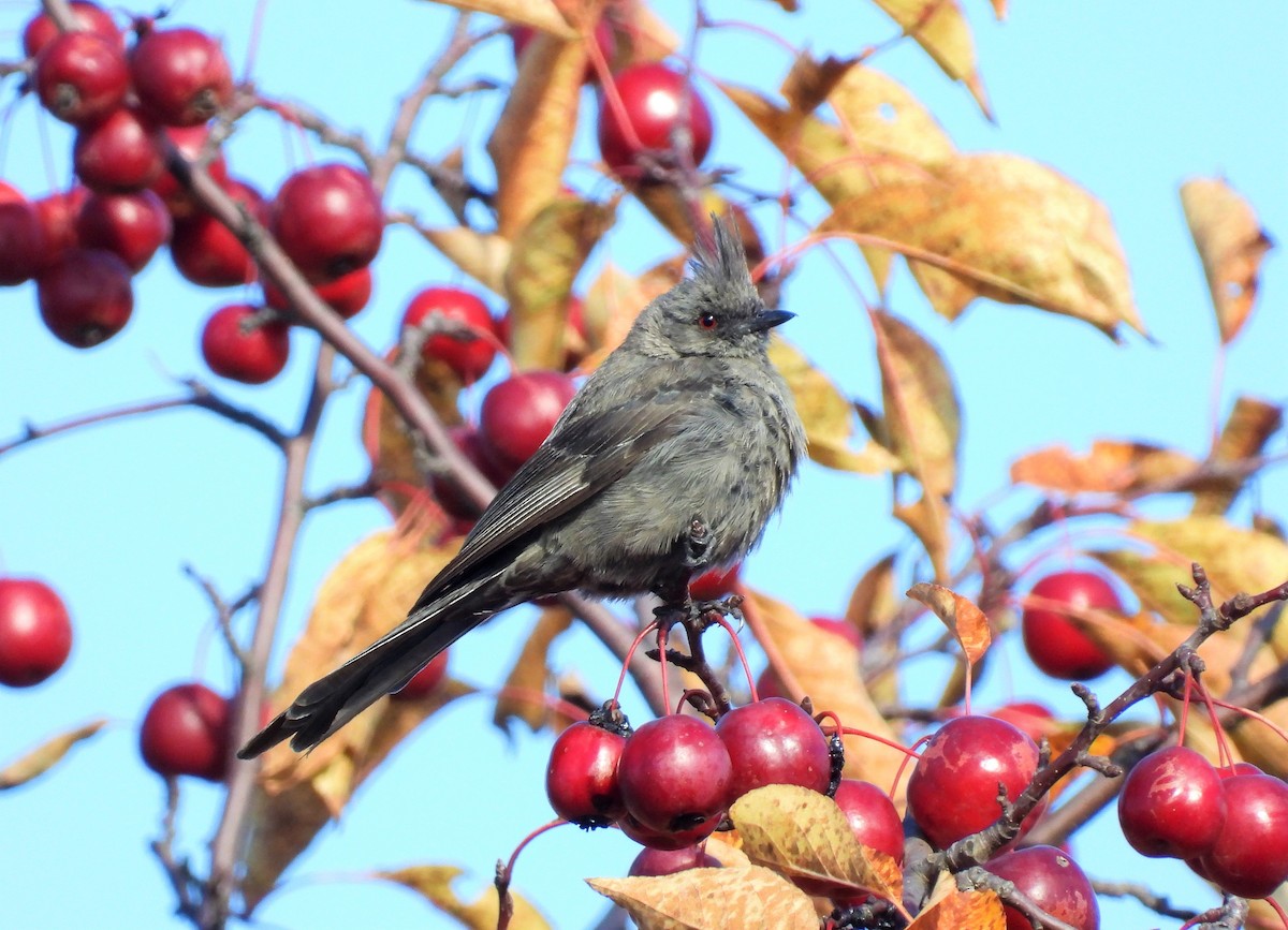 eBird Checklist - 30 Oct 2022 - McQuade Small Craft Harbor - 4 species