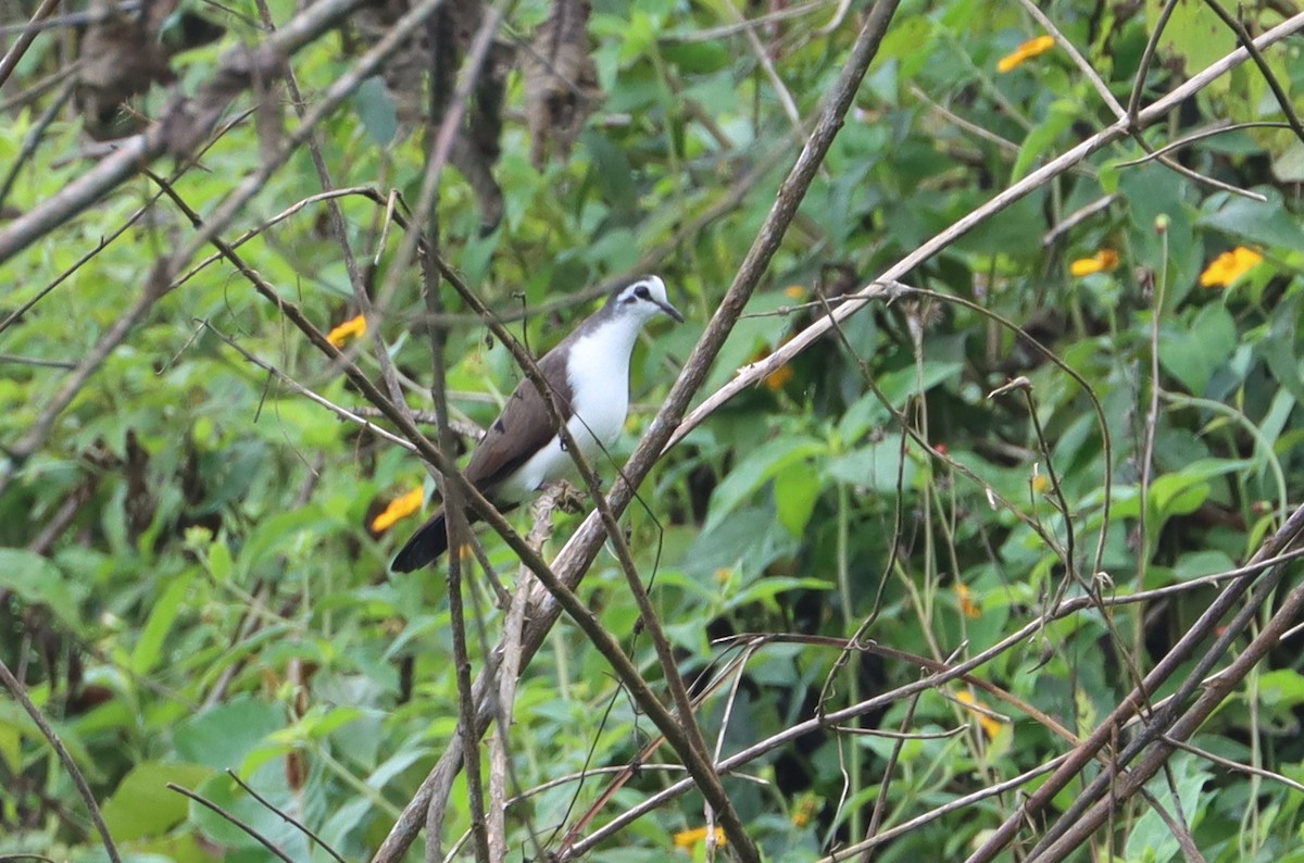 eBird Checklist - 29 Oct 2022 - Mt Nimba ridge - 56 species (+1 other taxa)