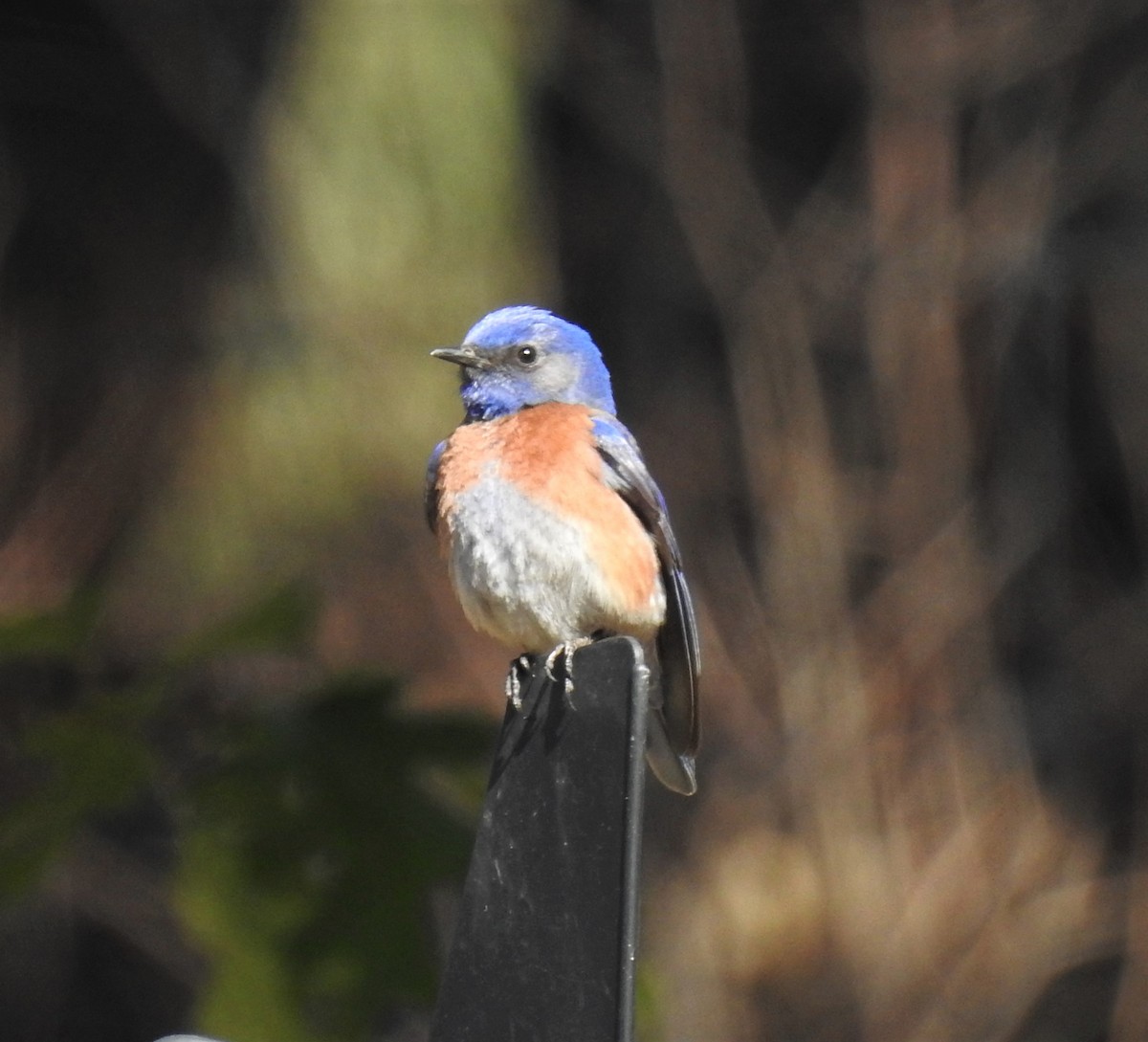 eBird Checklist - 12 Apr 2022 - Hulett Ranch (Private) - 38 species