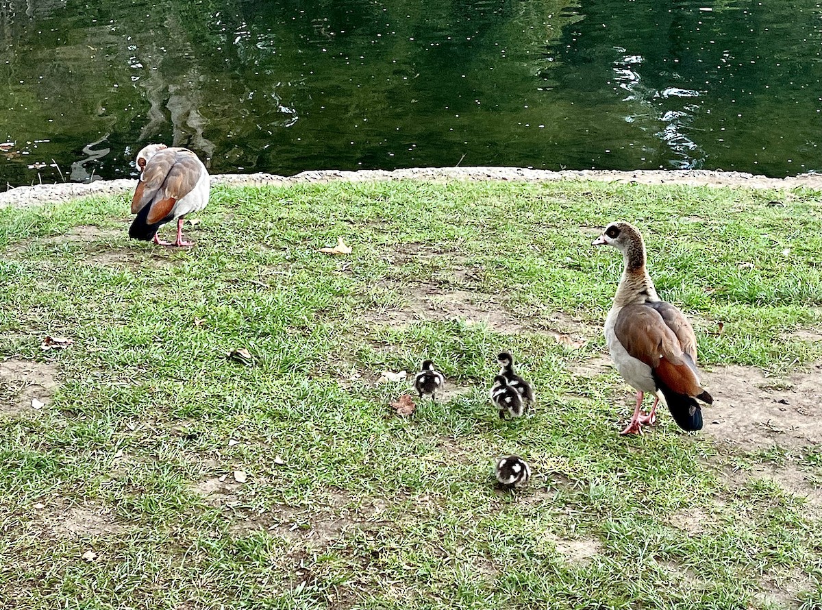 eBird Checklist - 31 Oct 2022 - Irvine Regional Park - 51 species (+4 ...