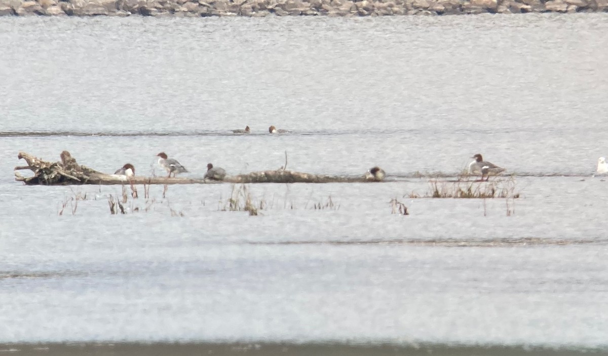 eBird Checklist - 31 Oct 2022 - Tioga-Hammond Lakes--Ives Run Rec. Area ...