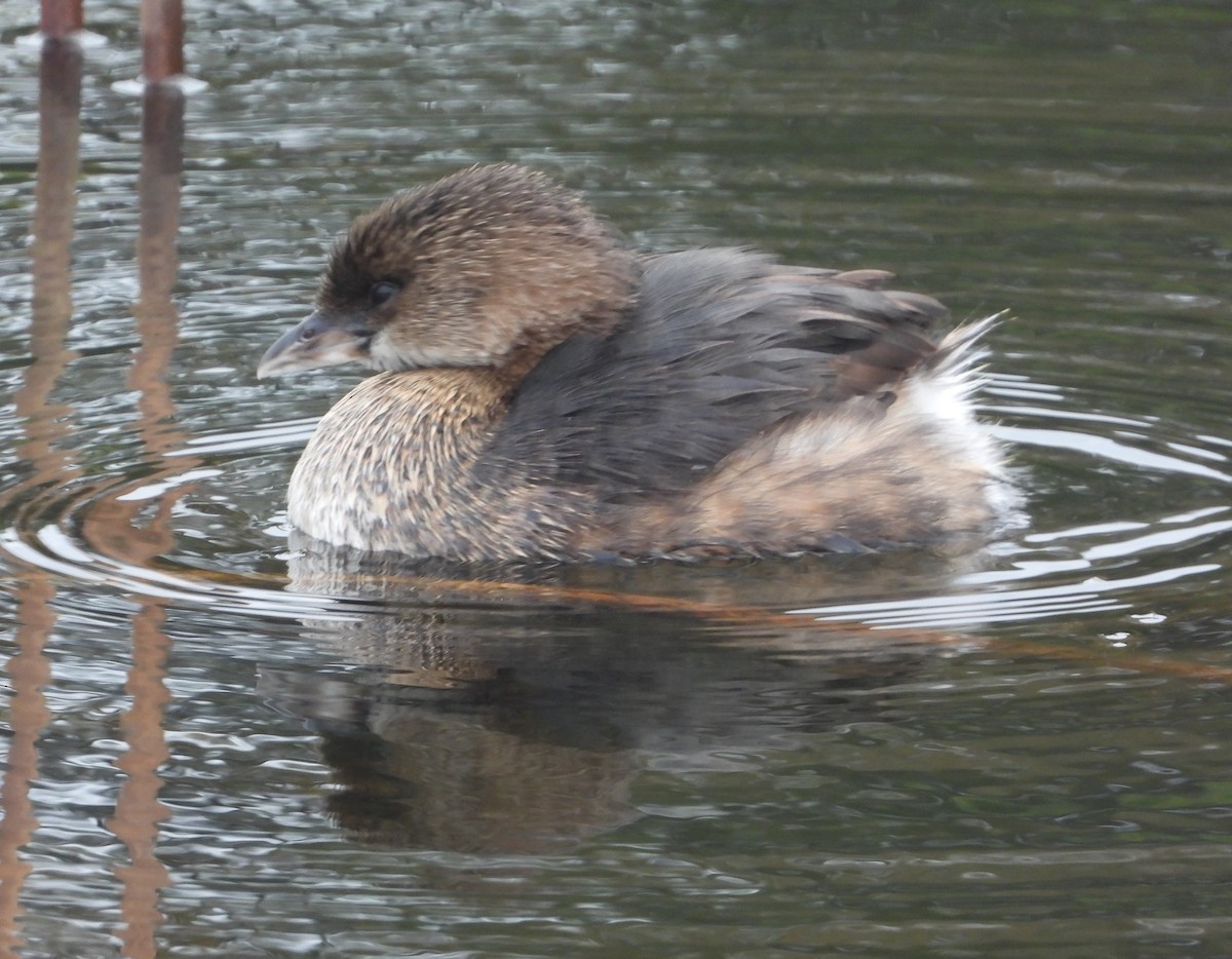 eBird Checklist - 29 Oct 2022 - Brazos Bend SP (UTC 117) - 21 species ...
