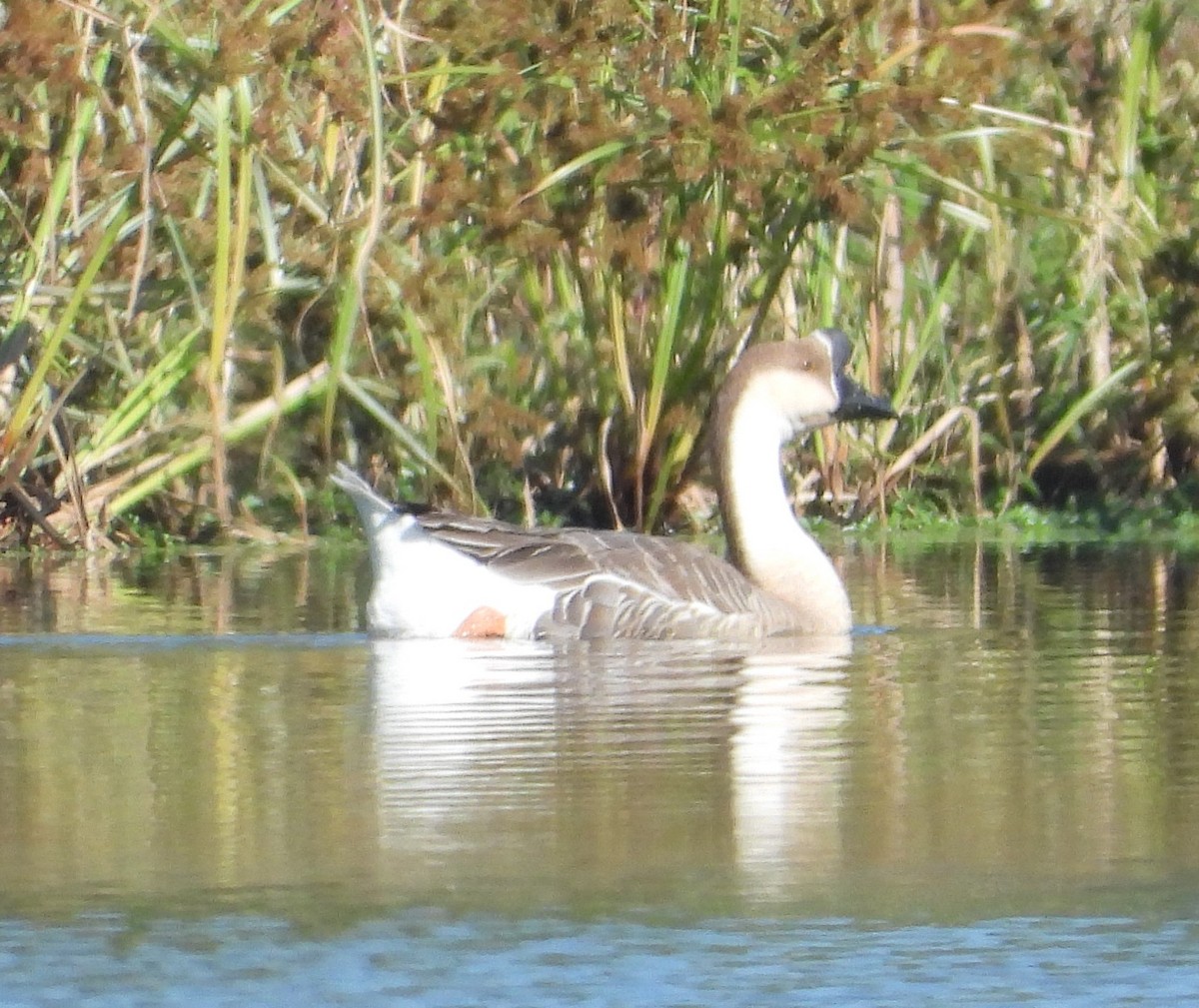 eBird Checklist - 30 Oct 2022 - Kickerillo-Mischer Preserve - 43 species