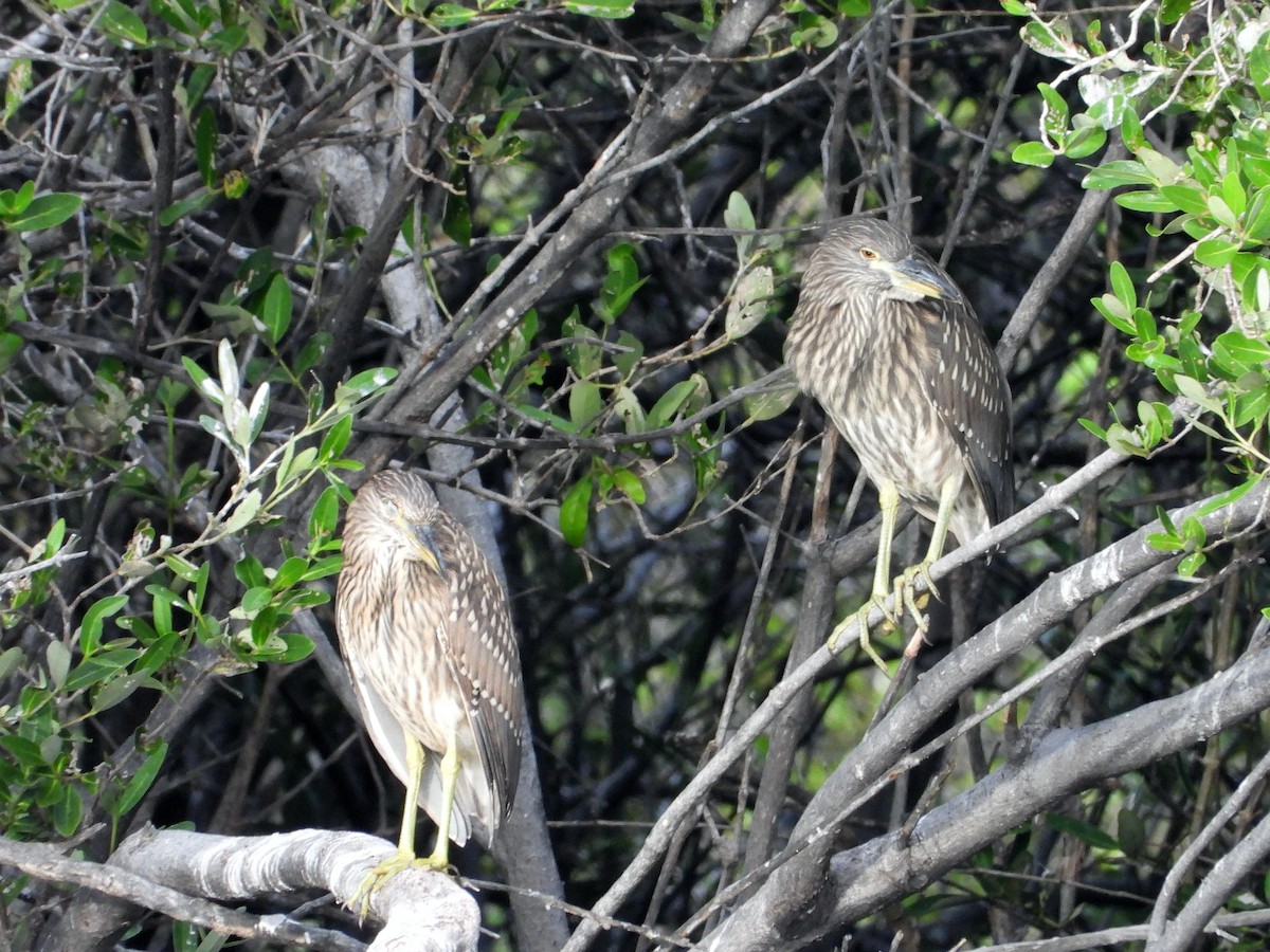 eBird Caribbean Checklist - 31 Oct 2022 - Aruba Salina - 7 species