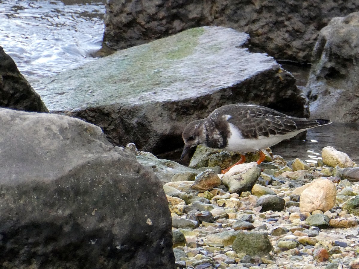 eBird Checklist - 12 Oct 2022 - Cala Alcaufar - 1 species