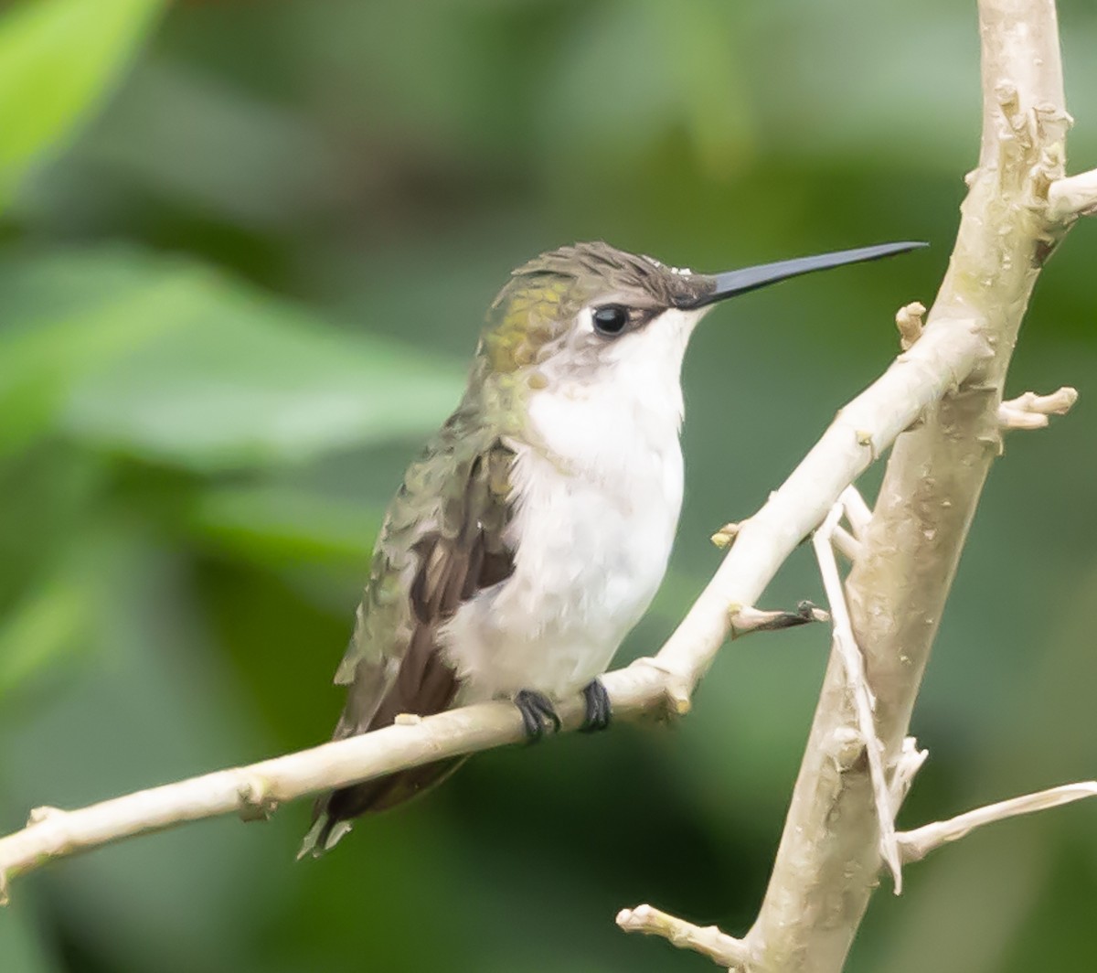 eBird Checklist - 1 Nov 2022 - Cox Rd. kingbird roost and surrounding ...