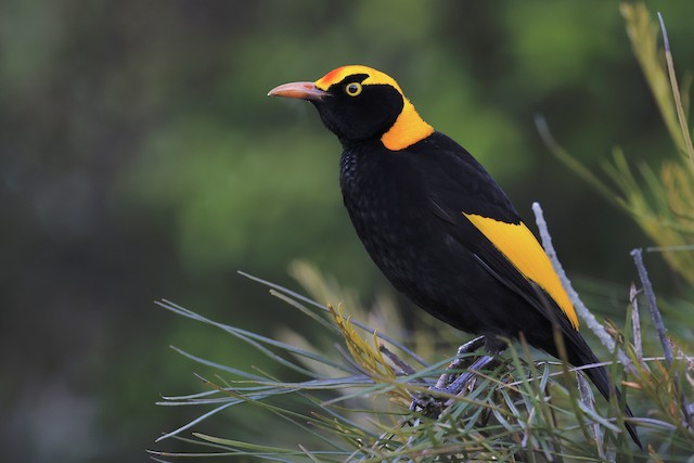 News - eBird Australia