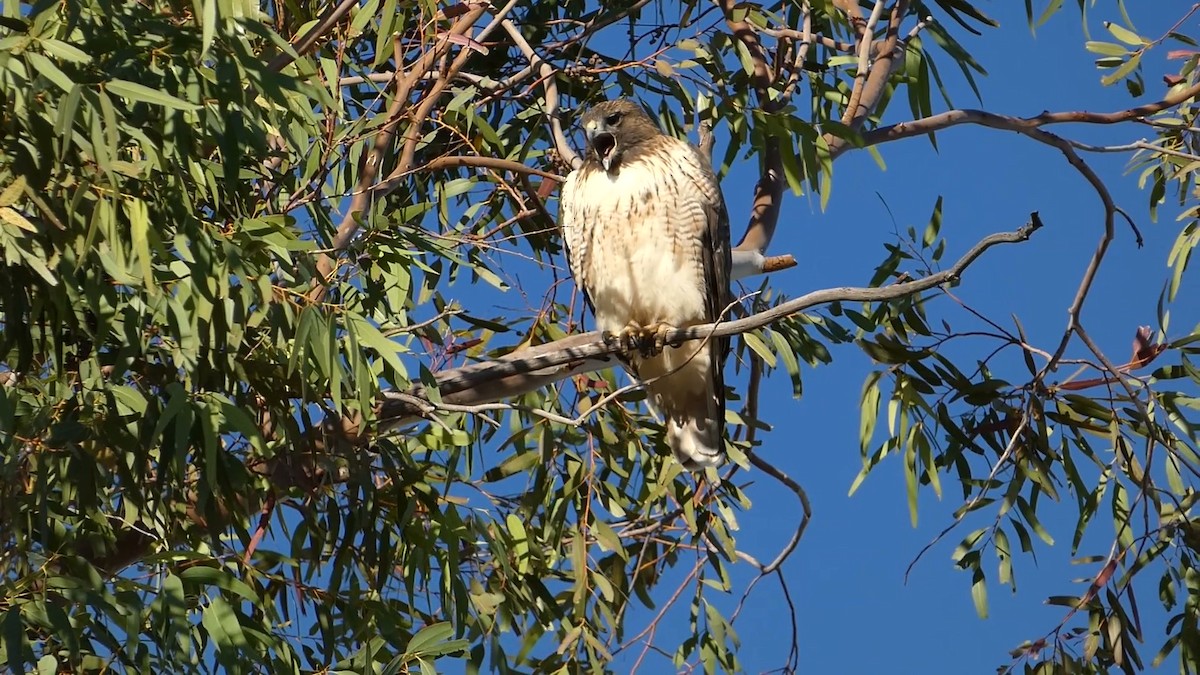 eBird Checklist - 31 Oct 2022 - Ajo Community Golf Course - 31 species ...