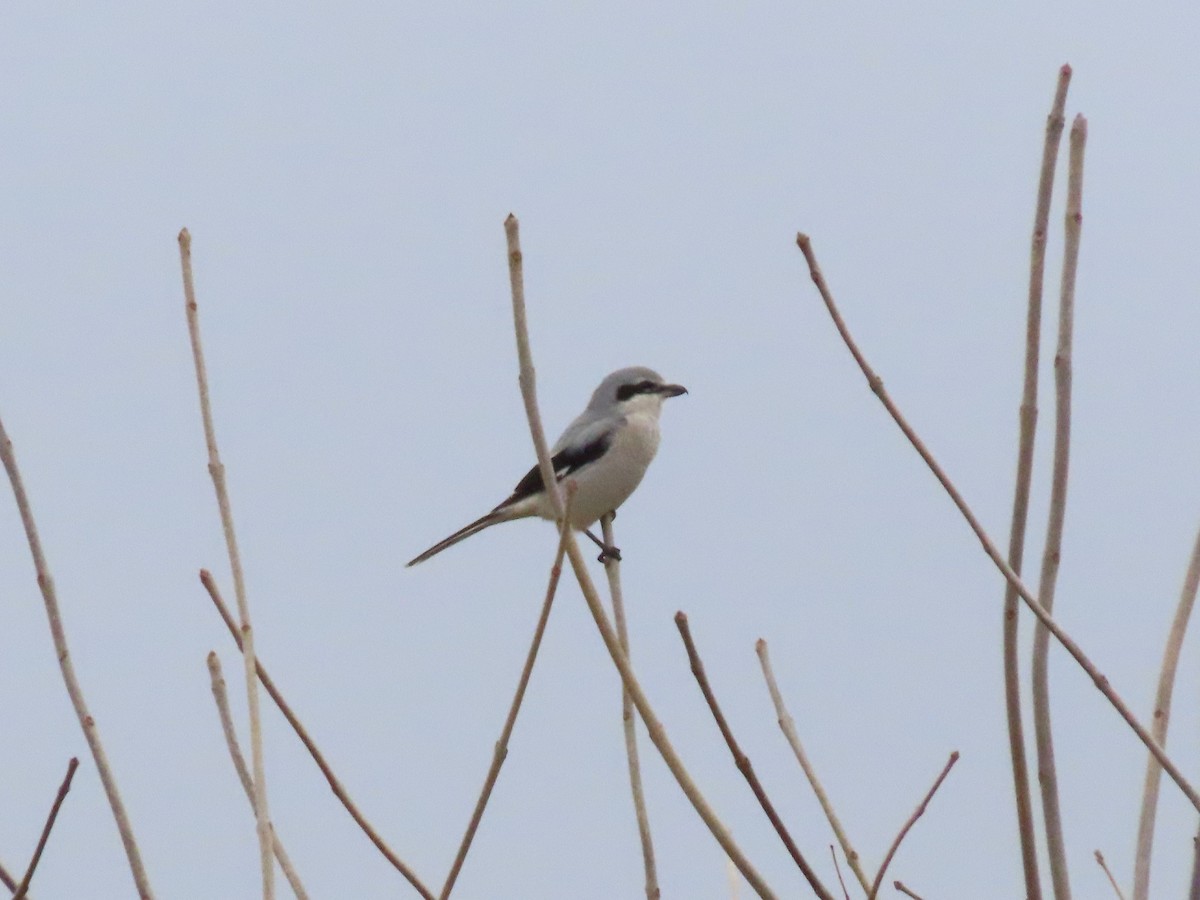 eBird Checklist - 1 Nov 2022 - Chippewa Lake Park--Krabill Lodge - 15 ...