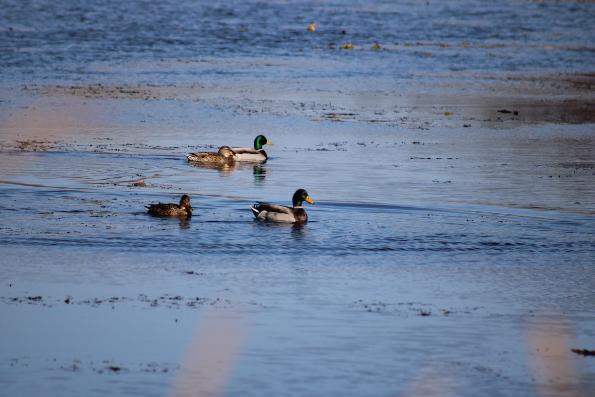 eBird Checklist - 1 Nov 2022 - Tobico Marsh - 15 species