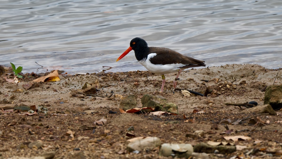 eBird Checklist - 31 Oct 2022 - Barren River Lake--The Narrows - 25 species