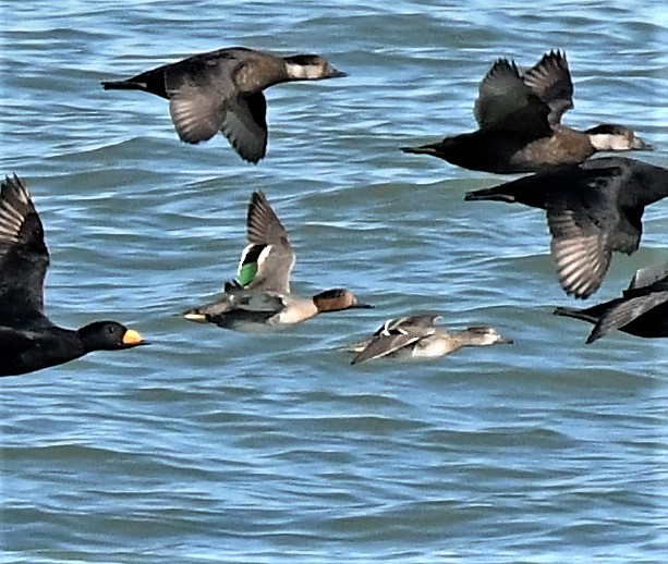 eBird Checklist - 31 Oct 2022 - Nags Head--Jennette's Pier - 12 species
