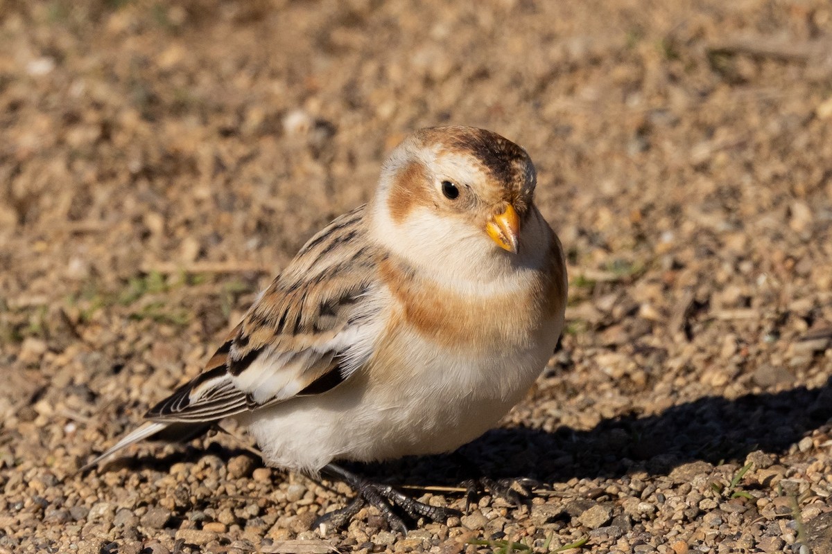 eBird Checklist - 1 Nov 2022 - Noyo Headlands Park - 7 species