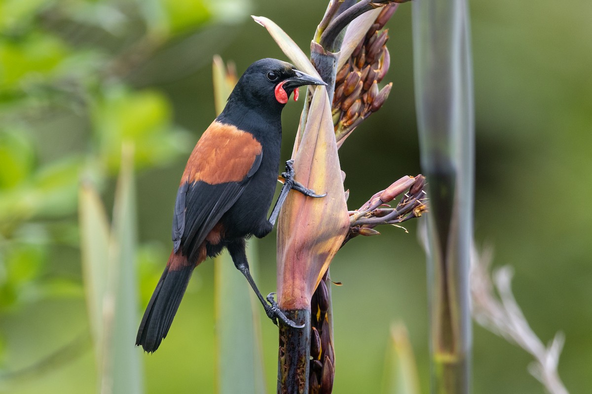 eBird Checklist - 29 Oct 2022 - Tiritiri Matangi--general - 22 species ...
