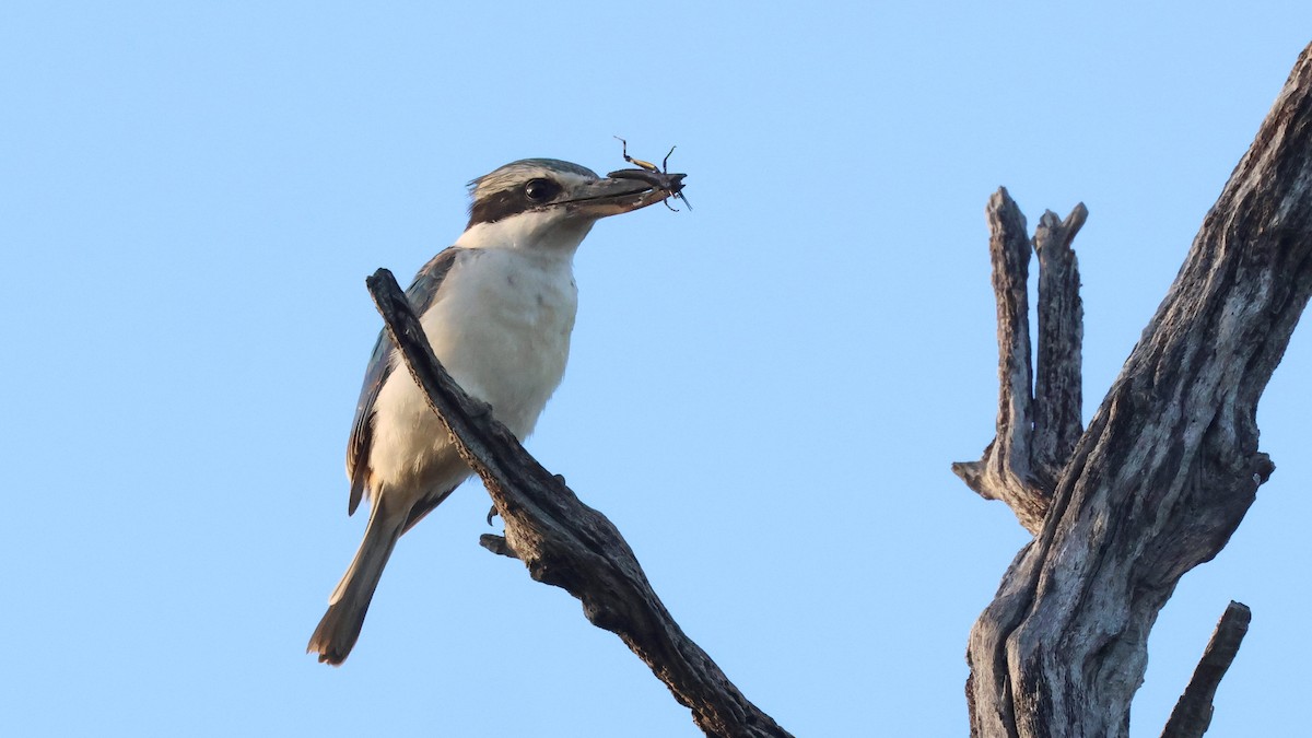 eBird Australia Checklist - 1 Oct 2022 - Blackall - 26 species