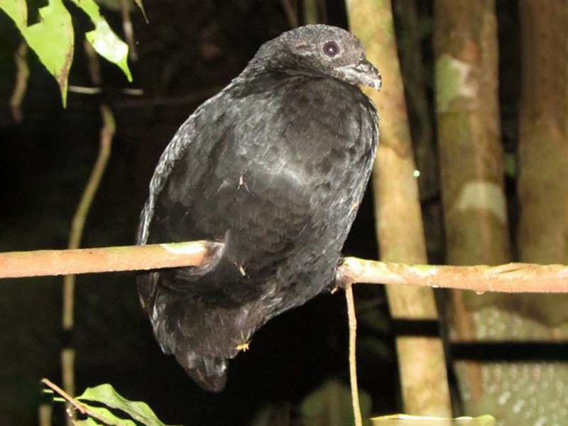 Black Partridge - Melanoperdix niger - Birds of the World