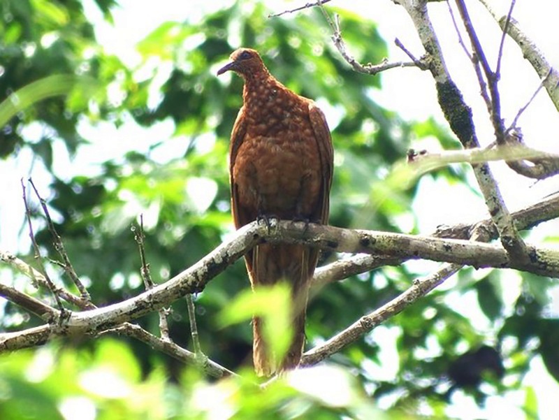 Tórtola Cuco de Enggano - eBird