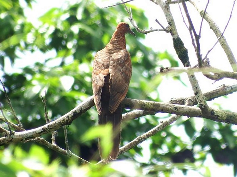 Enggano Cuckoo-Dove - eBird