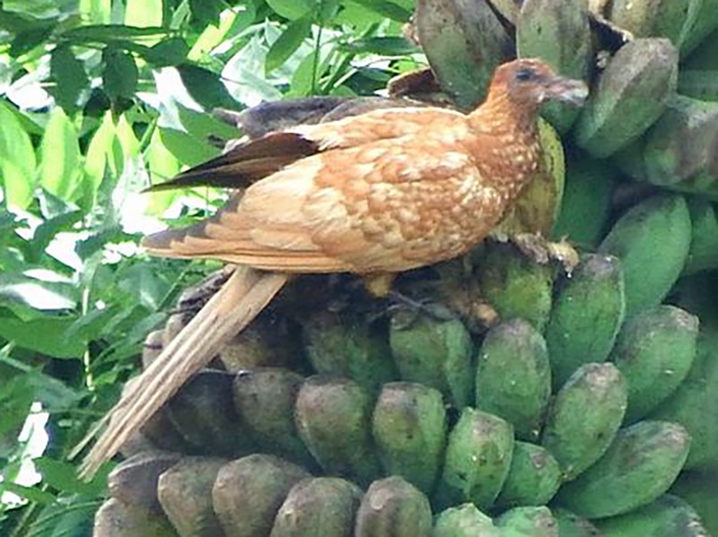 Enggano Cuckoo-Dove - eBird