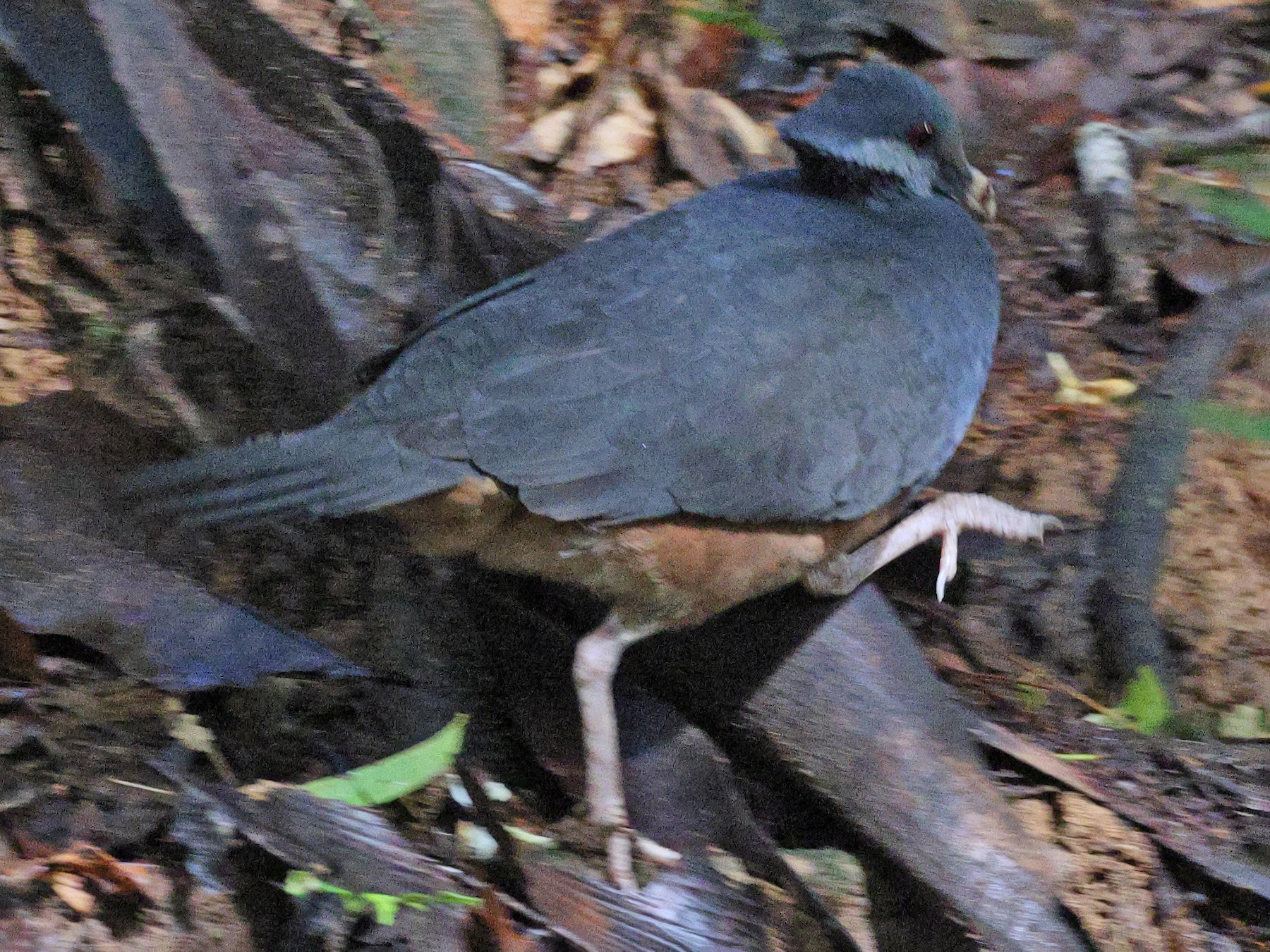 Thick-billed Ground-Pigeon - eBird