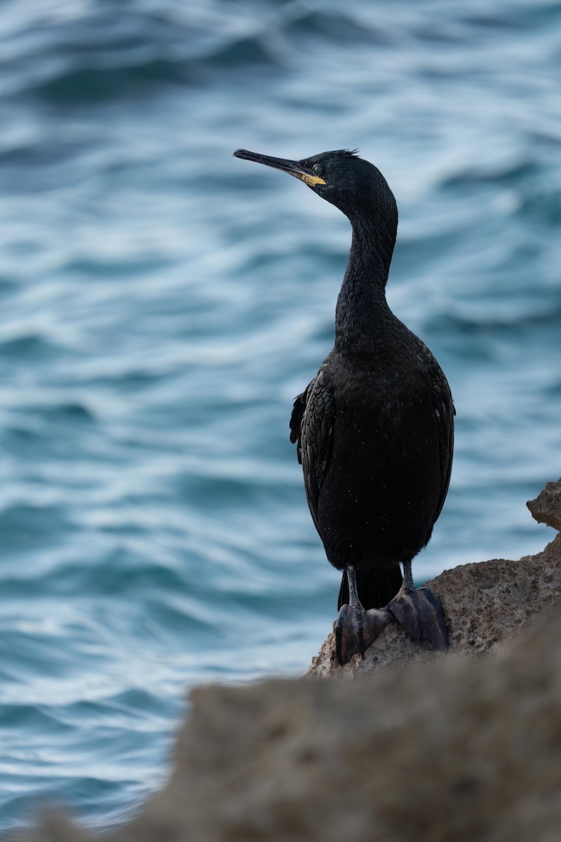 eBird Checklist - 2 Nov 2022 - Cap de ses Salines - 12 species