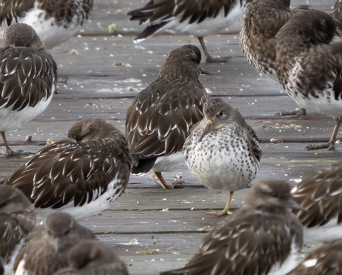 eBird Checklist - 2 Nov 2022 - Point Hudson - 4 species