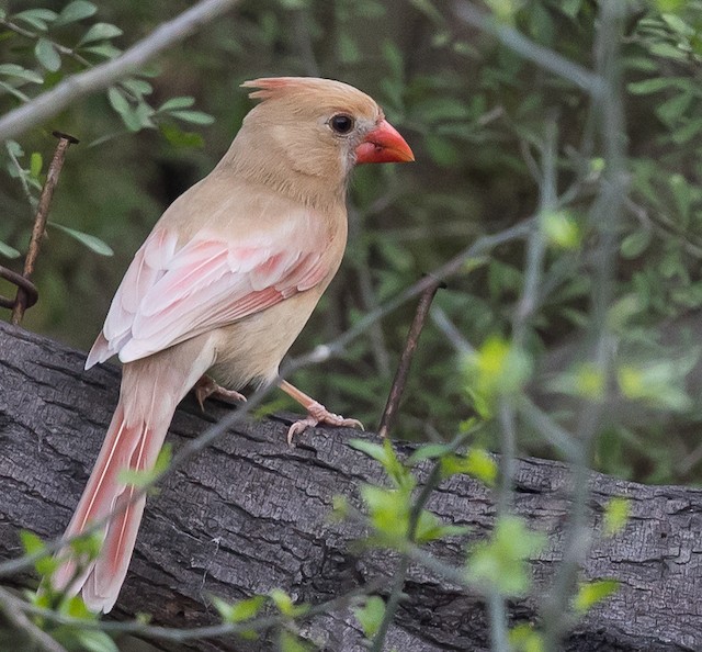Photos - Northern Cardinal - Cardinalis cardinalis - Birds of the World