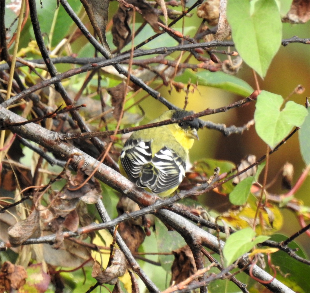 eBird Checklist - 2 Nov 2022 - Eureka Waterfront--Wigi Wetlands - 7 species