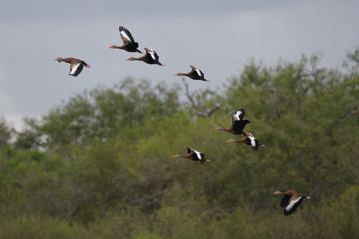 eBird Checklist - 31 Oct 2022 - Santa Ana NWR (LTC 059) - 30 species