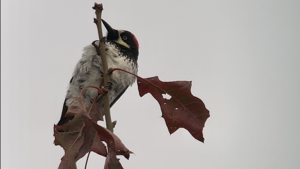 eBird Checklist - 3 Nov 2022 - Vashon Island--Wax Orchards/Airport on ...