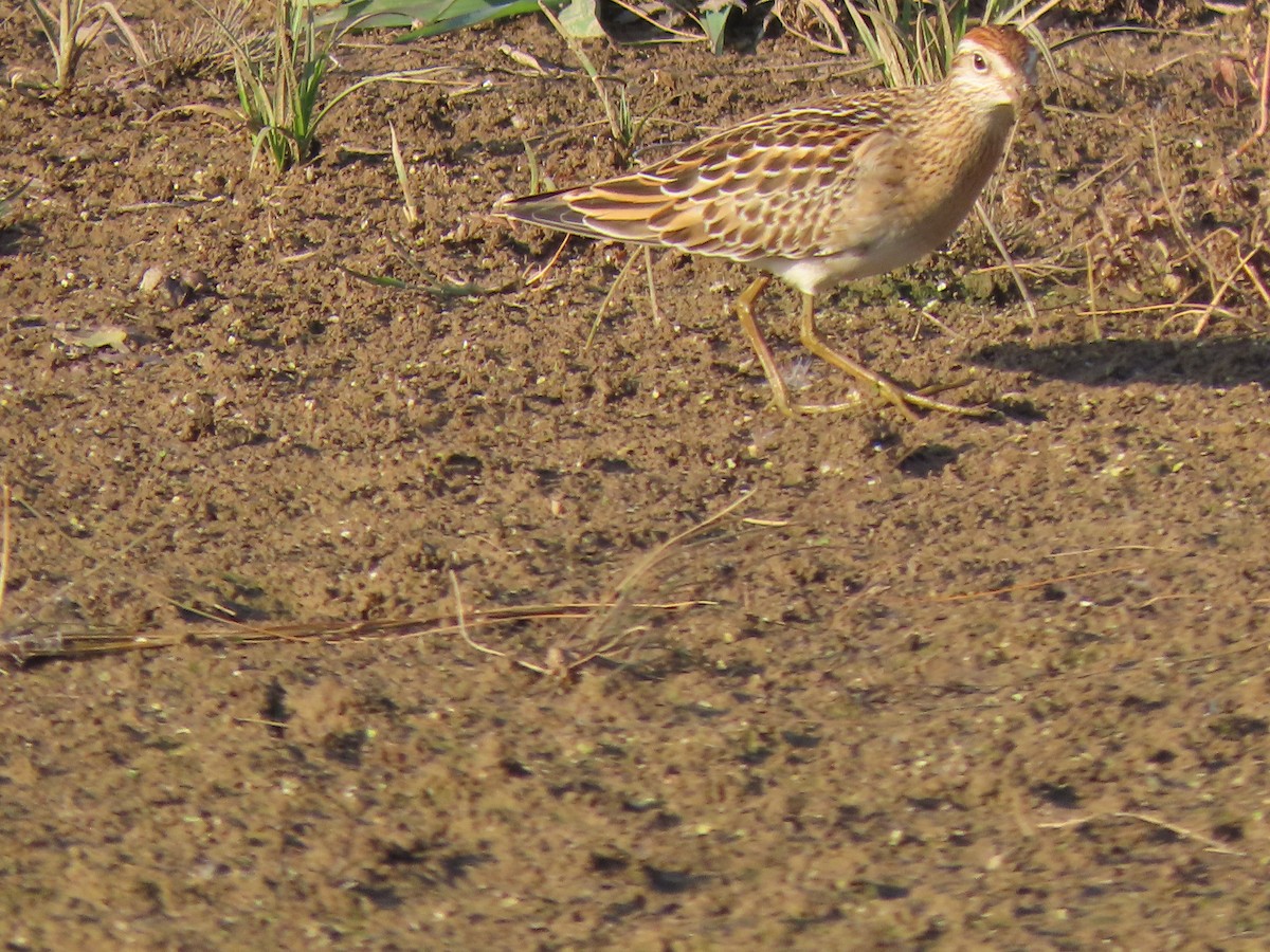 Wisconsin eBird Checklist - 3 Nov 2022 - 5334–5824 E Hillcrest Rd, Two ...