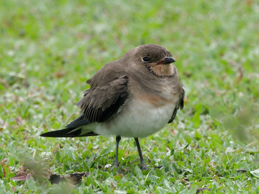 eBird Checklist - 4 Nov 2022 - Pui O - 31 species (+1 other taxa)