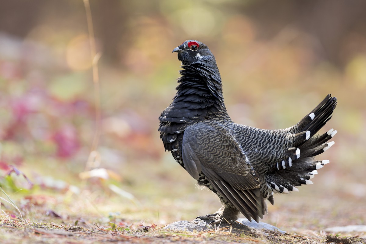 Win a free spot in the Cornell Lab’s Joy of Birdwatching Course - eBird