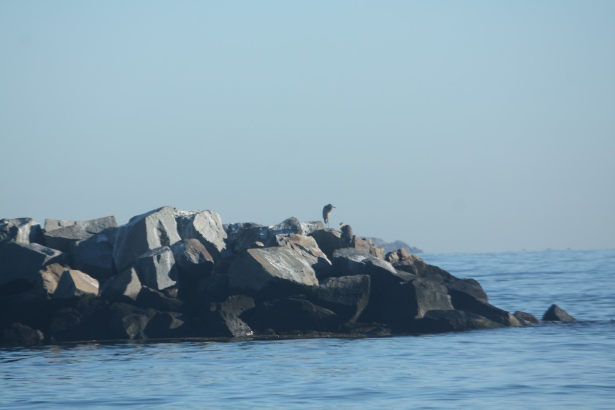 eBird Checklist - 3 Nov 2022 - Winthrop Beach and Five Sisters - 21 ... eBird Checklist - 3 Nov 2022 - Winthrop Beach and Five Sisters - 21 ...
