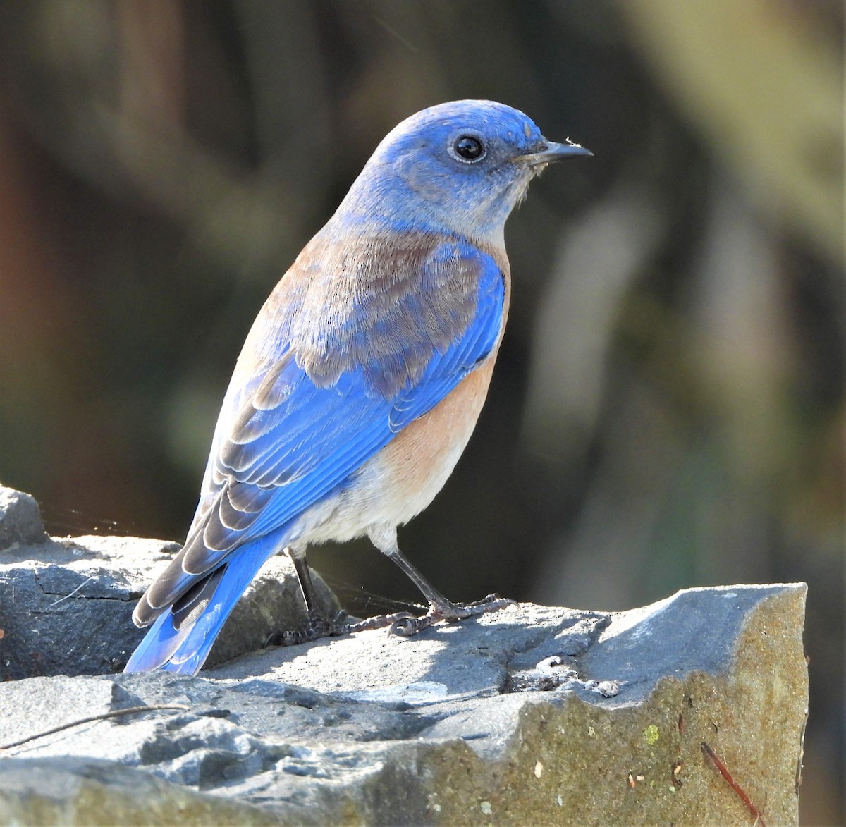 eBird Checklist - 3 Nov 2022 - 7402 - 7418 Hollister Ave (Tech Park ...