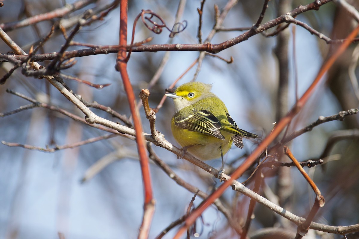 eBird Checklist - 4 Nov 2022 - Toronto--Toronto Islands - 66 species ...