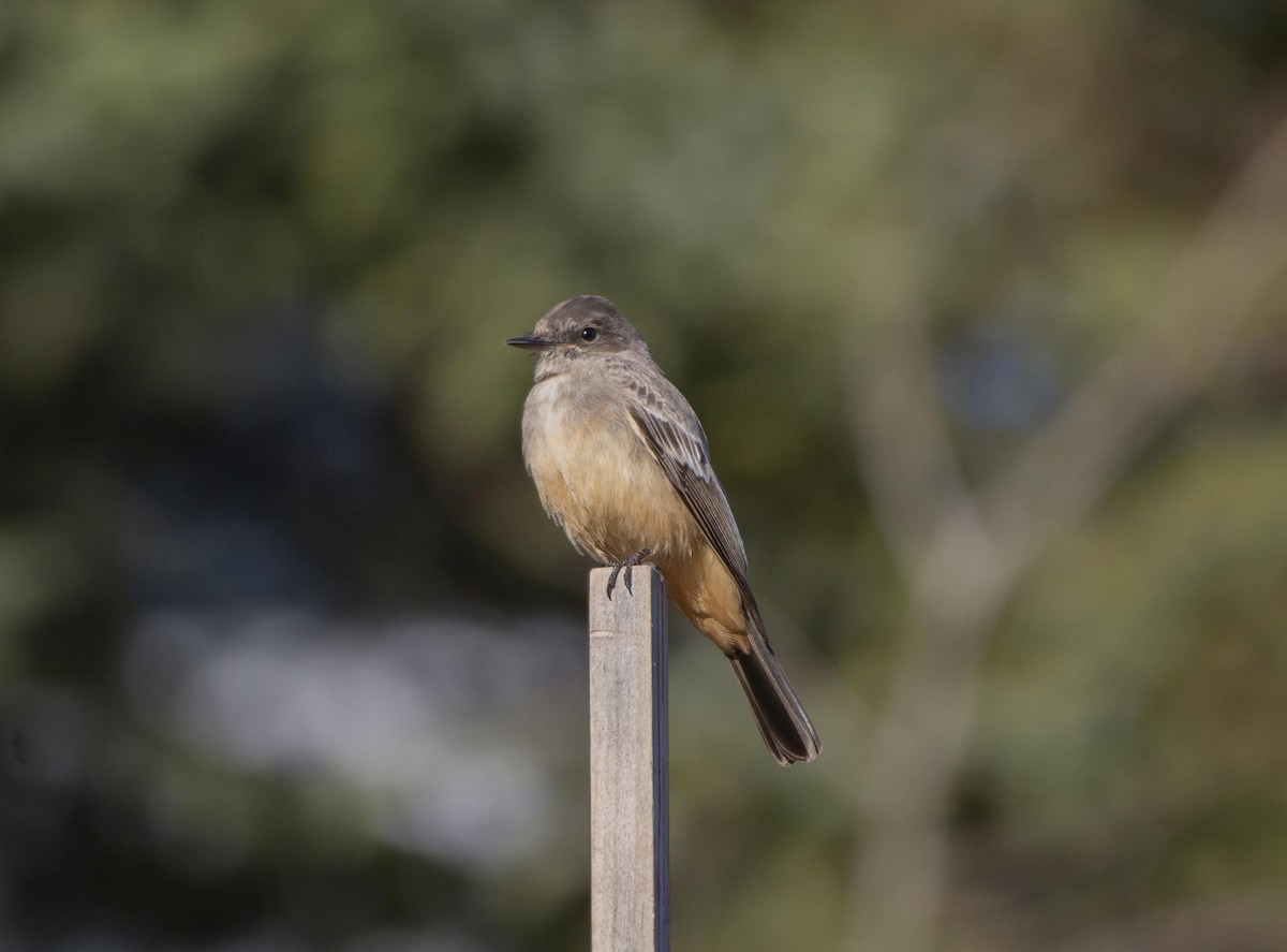 eBird Checklist - 3 Nov 2022 - Lab--North West River - 1 species