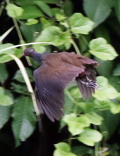 eBird Checklist - 14 Jul 2022 - Kulu River - 38 species