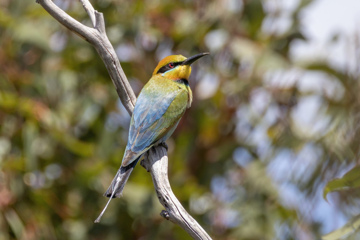 eBird Checklist - 5 Nov 2022 - Cox Scrub Conservation Park--East end ...