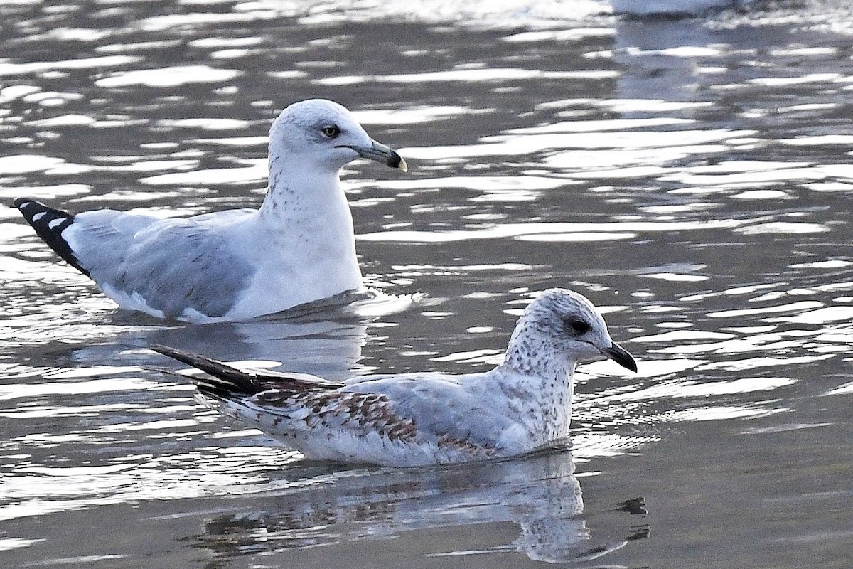 eBird Checklist - 23 Oct 2022 - Edmonton--Rundle Park - 6 species