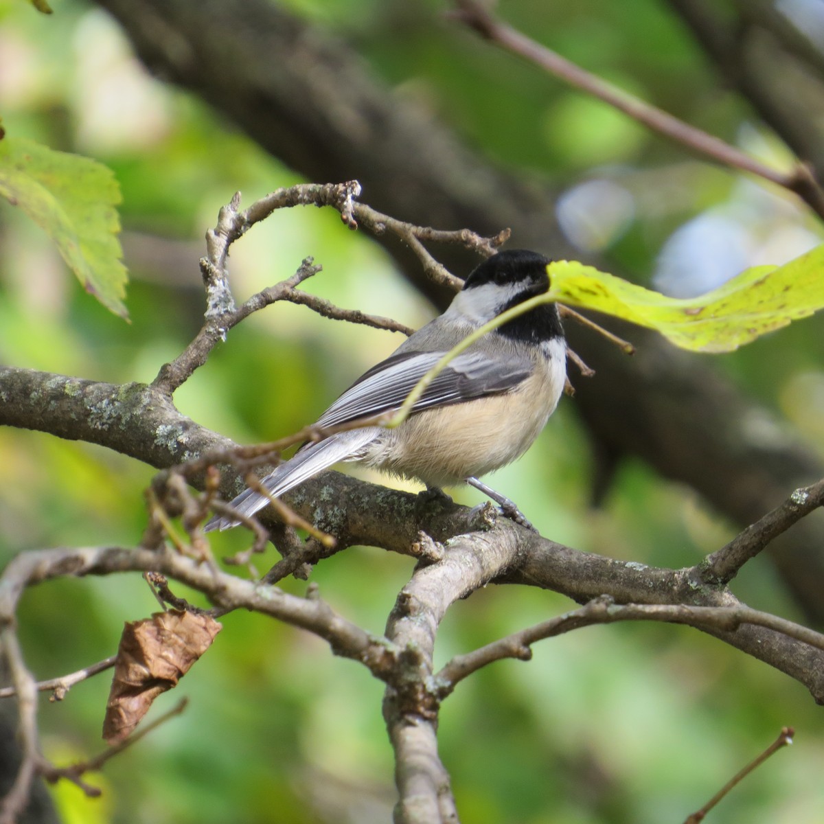 eBird Checklist - 5 Nov 2022 - Palmyra Cove Nature Park - 58 species