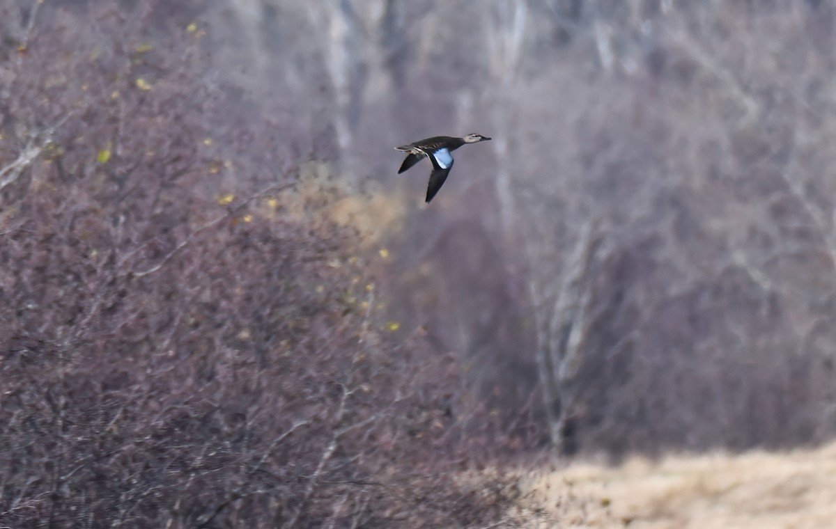 eBird Checklist - 5 Nov 2022 - RNF du Cap-Tourmente--Marais des Graves ...