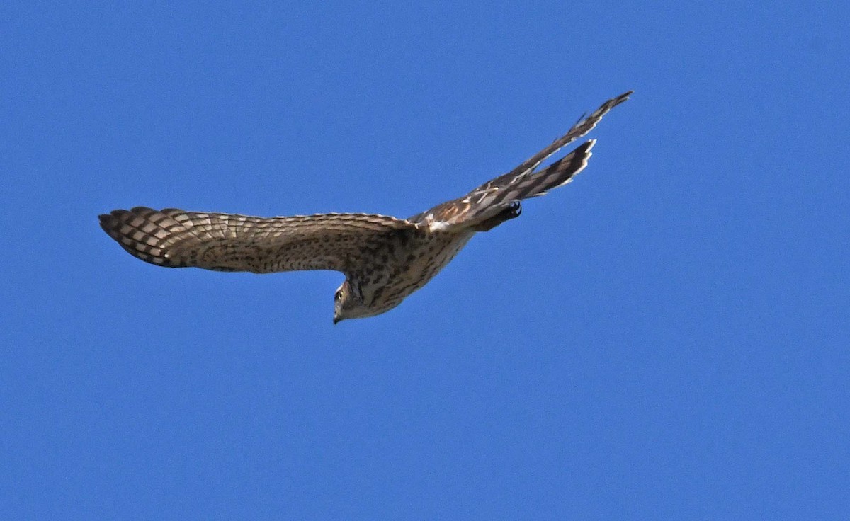 eBird Checklist - 27 Oct 2022 - Cape Henlopen Hawk Watch - 65 species