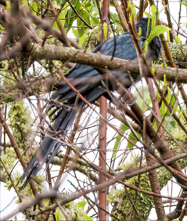 eBird Checklist - 9 Oct 2022 - PN Chapada dos Guimarães--Pousada do ...