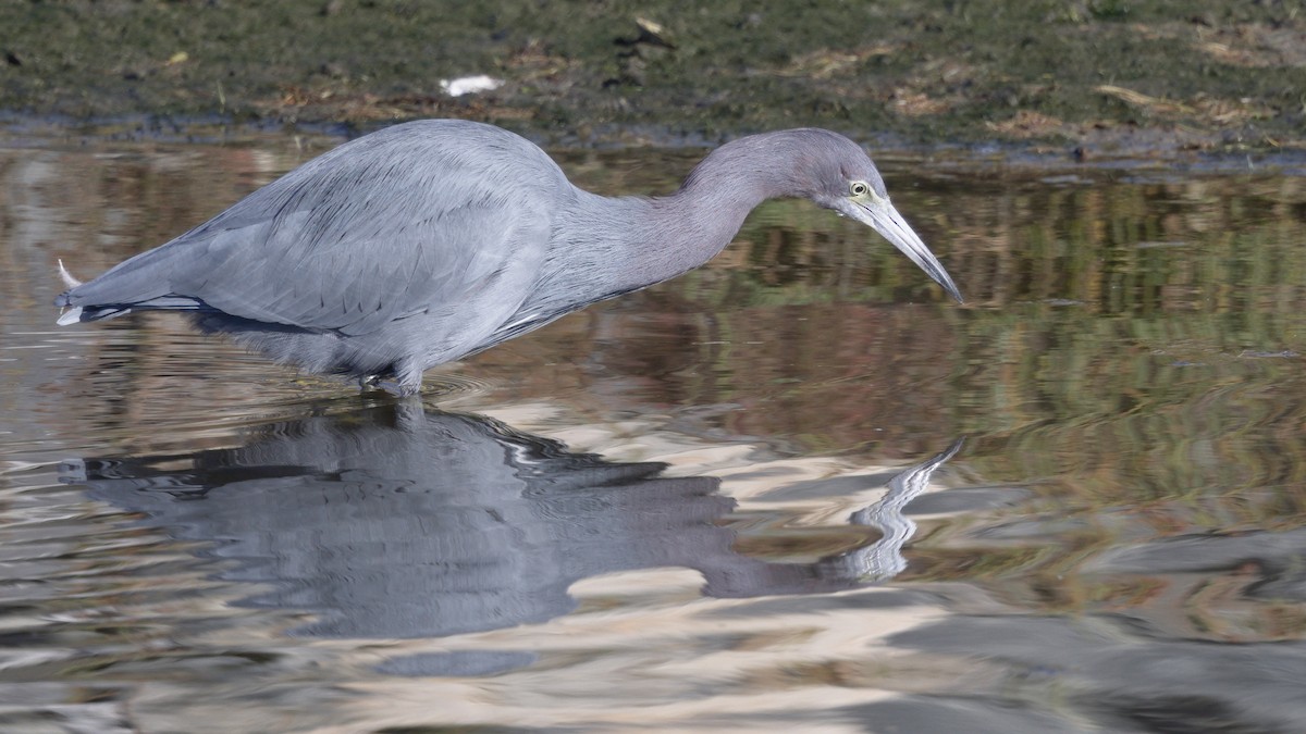 eBird Checklist - 5 Nov 2022 - Bolsa Chica Ecological Reserve - 72 ...